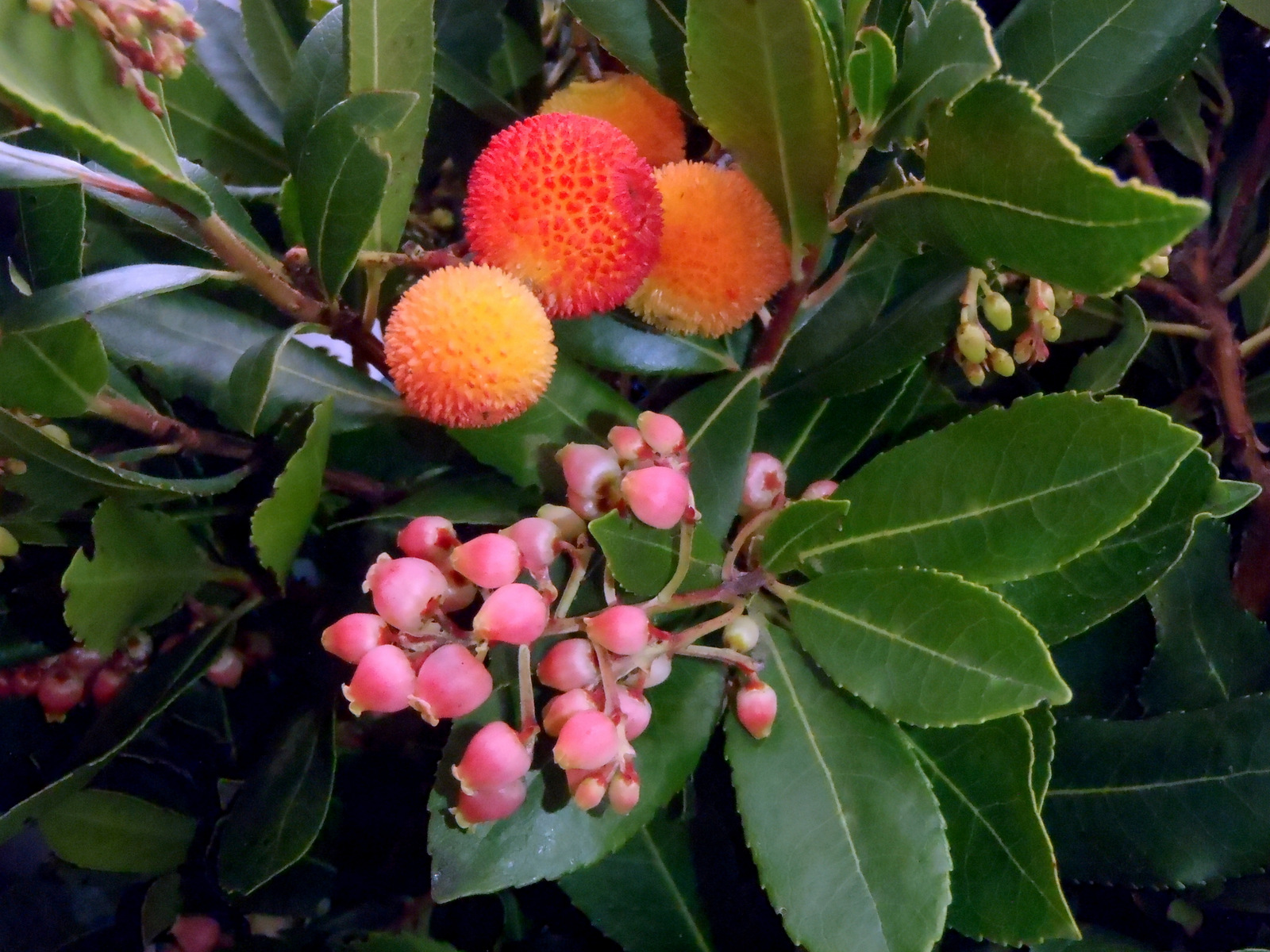 Casa facile felice | Corbezzolo, Arbutus unedo. - Casa facile felice